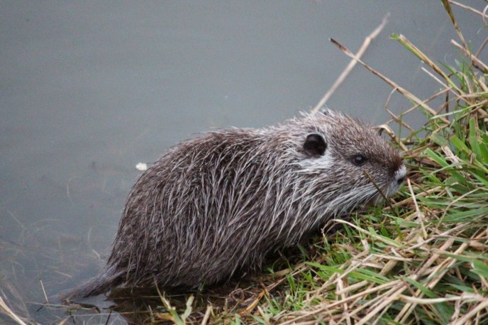 Nutrie v honbě za potravou – Praha Neznámá